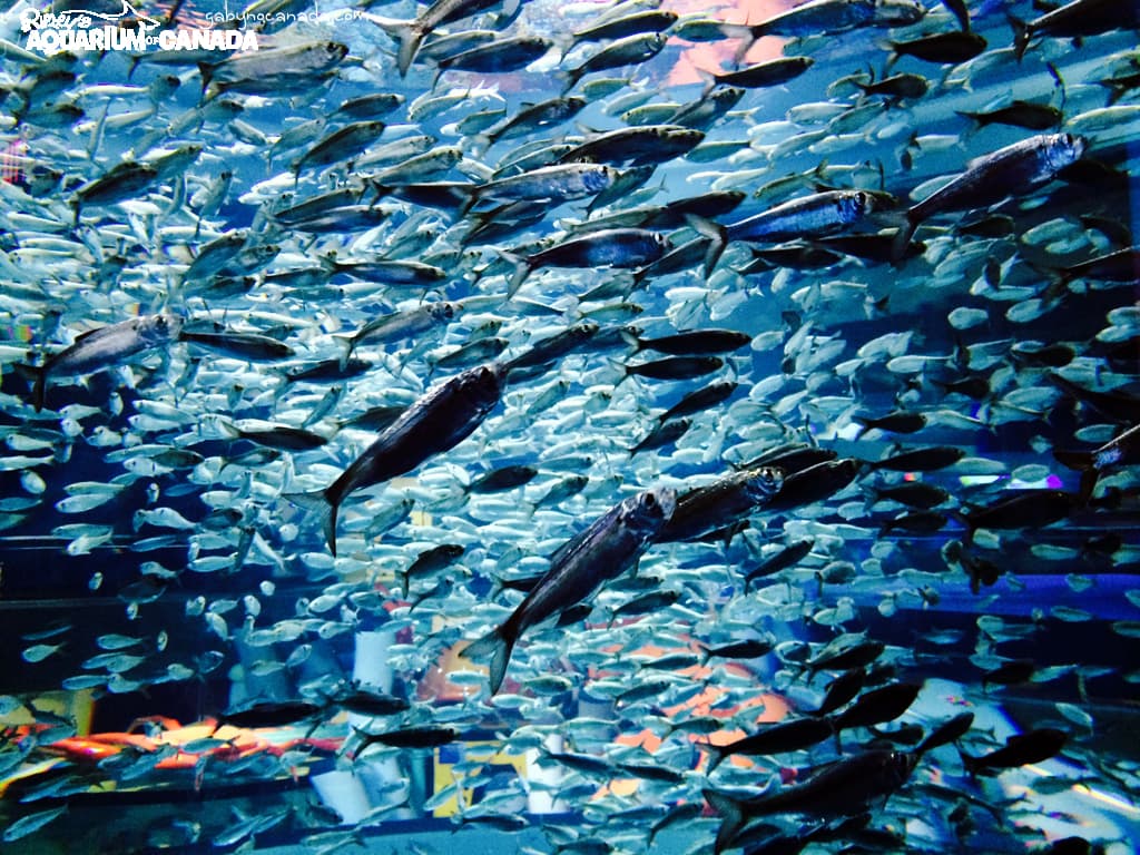 Ripley’s Aquarium of Canada, o aquário de Toronto – Gaby no Canadá