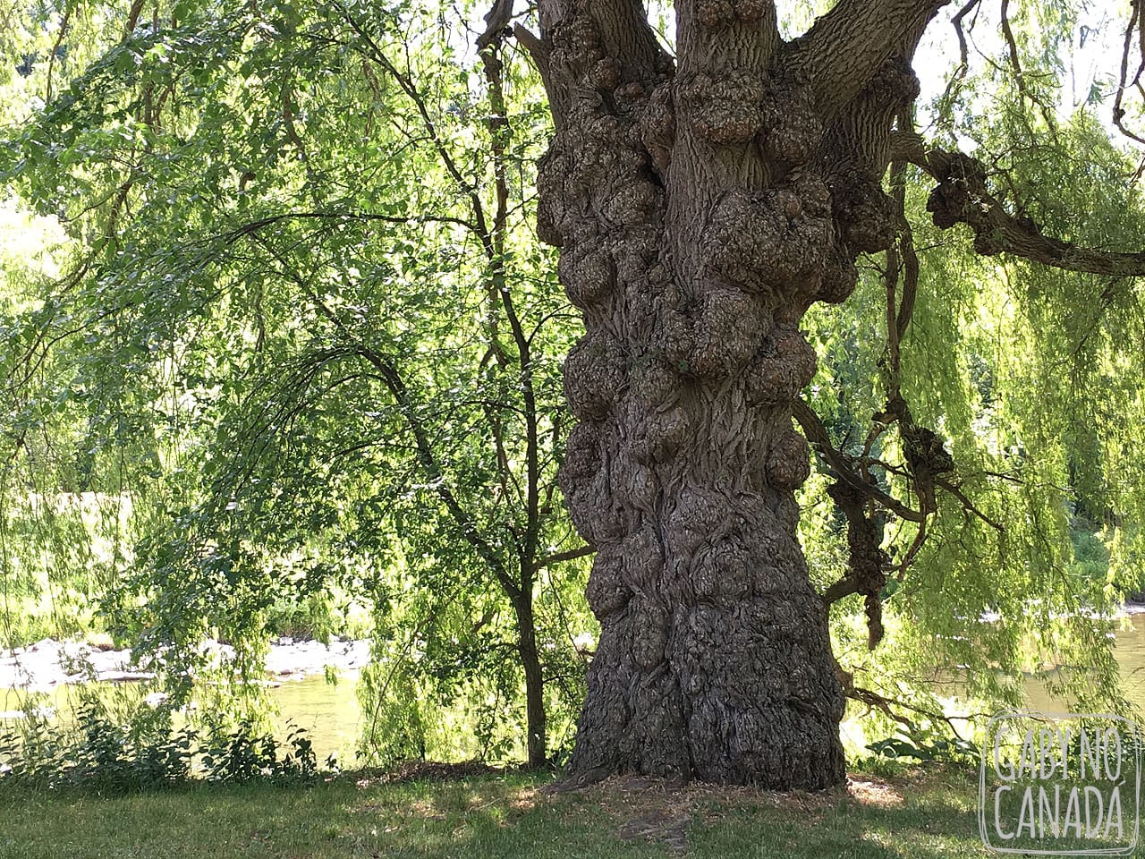 Home Smith Park – Gaby no Canadá