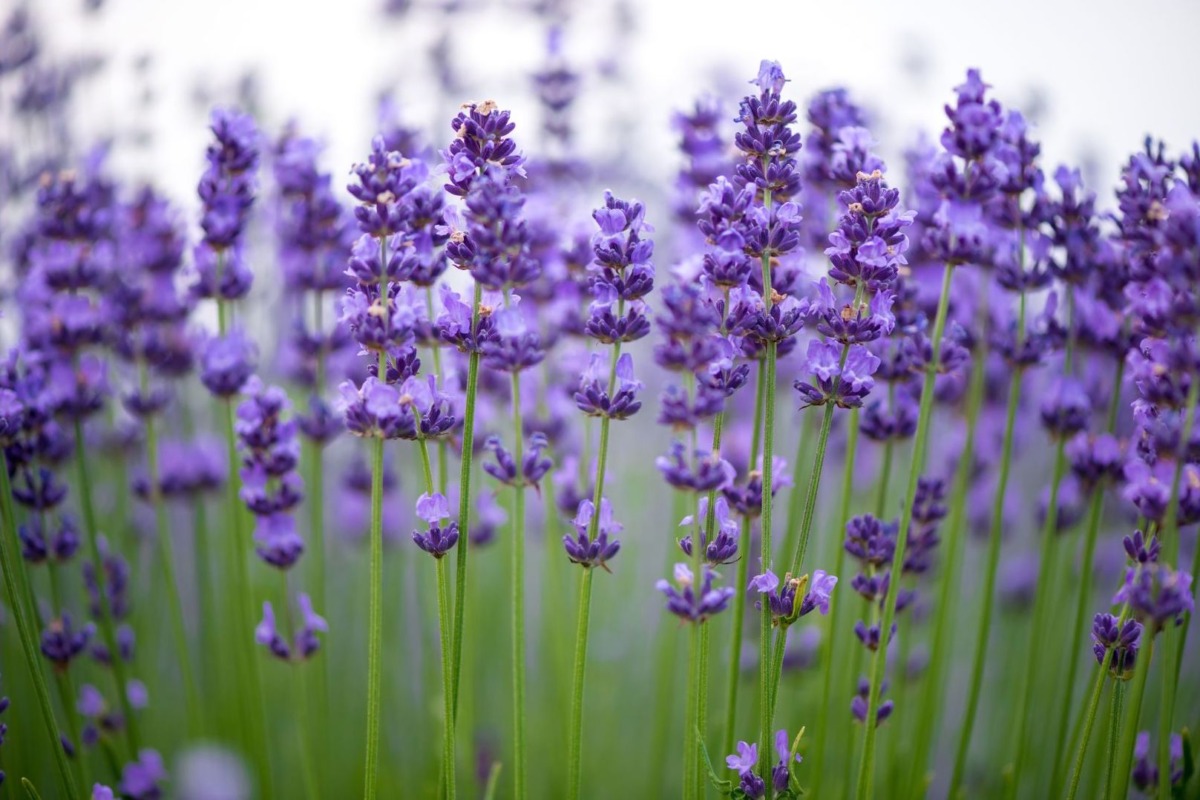 15 campos de lavanda para visitar em Ontario – Gaby no Canadá
